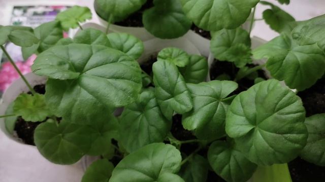 Пеларгонии, как они изменились за 45 дней после всходов семян