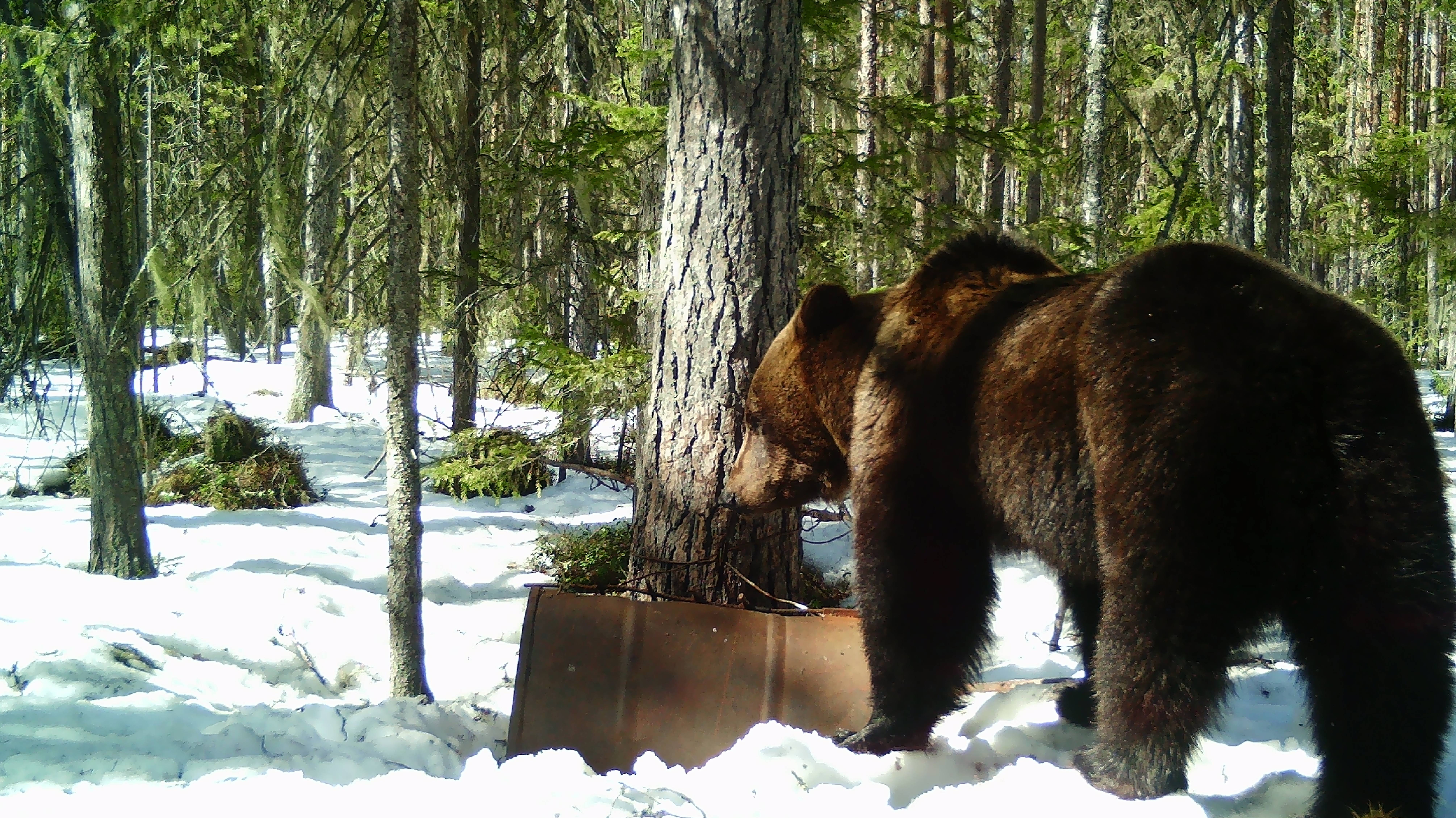 Увезли потроха на приваду. Медведь приходил. РЫСЬ! Снято на фотоловушку BG-310.