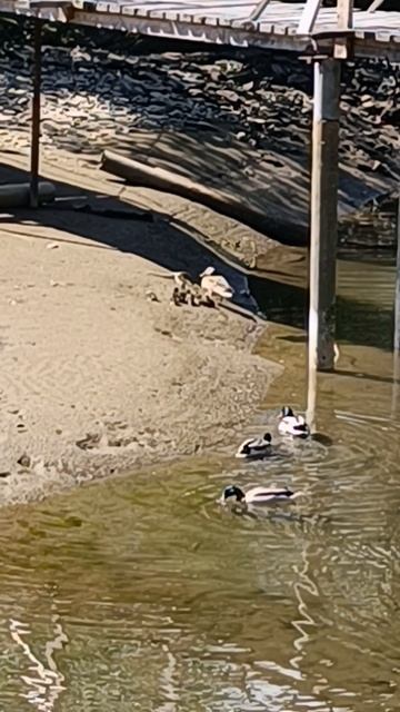 Парк Тортуга Саяногорск Хакасия