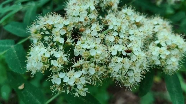 Цветущая рябина. Как цветёт рябина