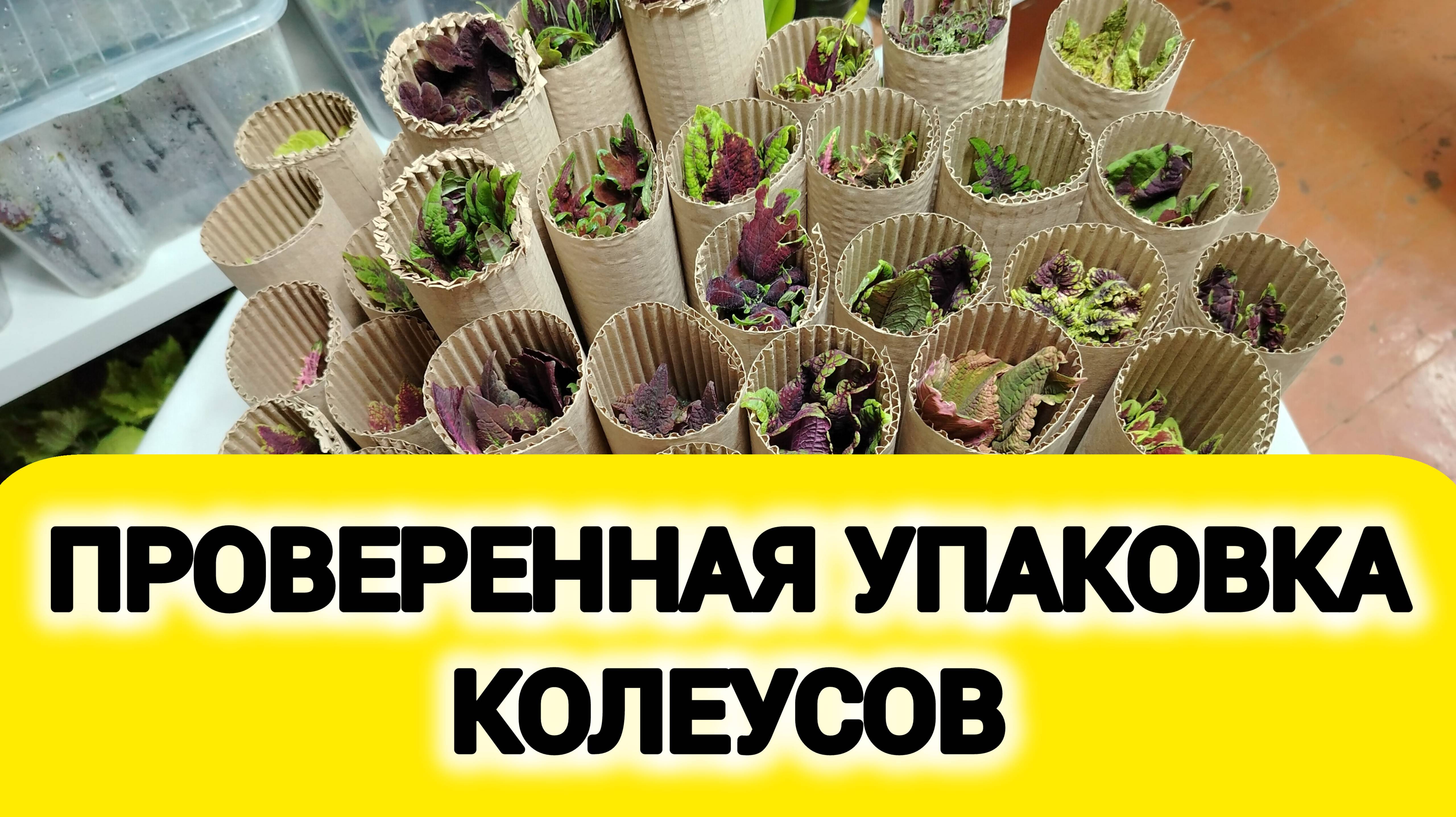 ПРОВЕРЕННАЯ УПАКОВКА КОЛЕУСОВ