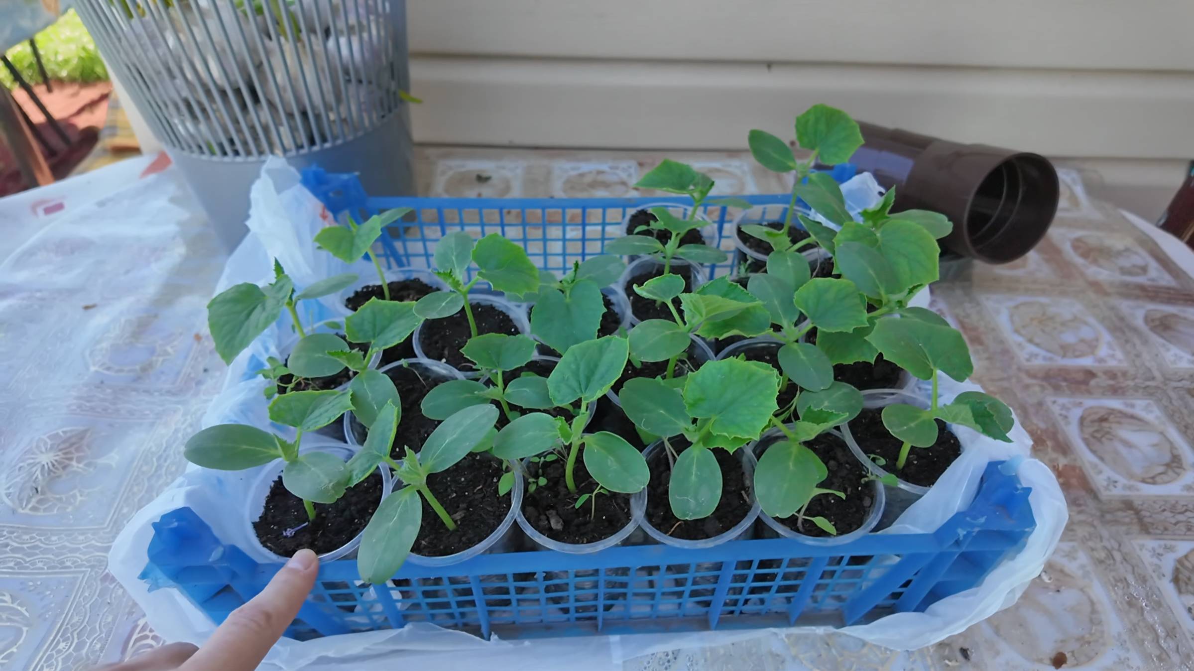 Сажаем огурцы Герман в открытый грунт рассадой. Косим траву. Мульчирование грядок травой. 25.05.25г.