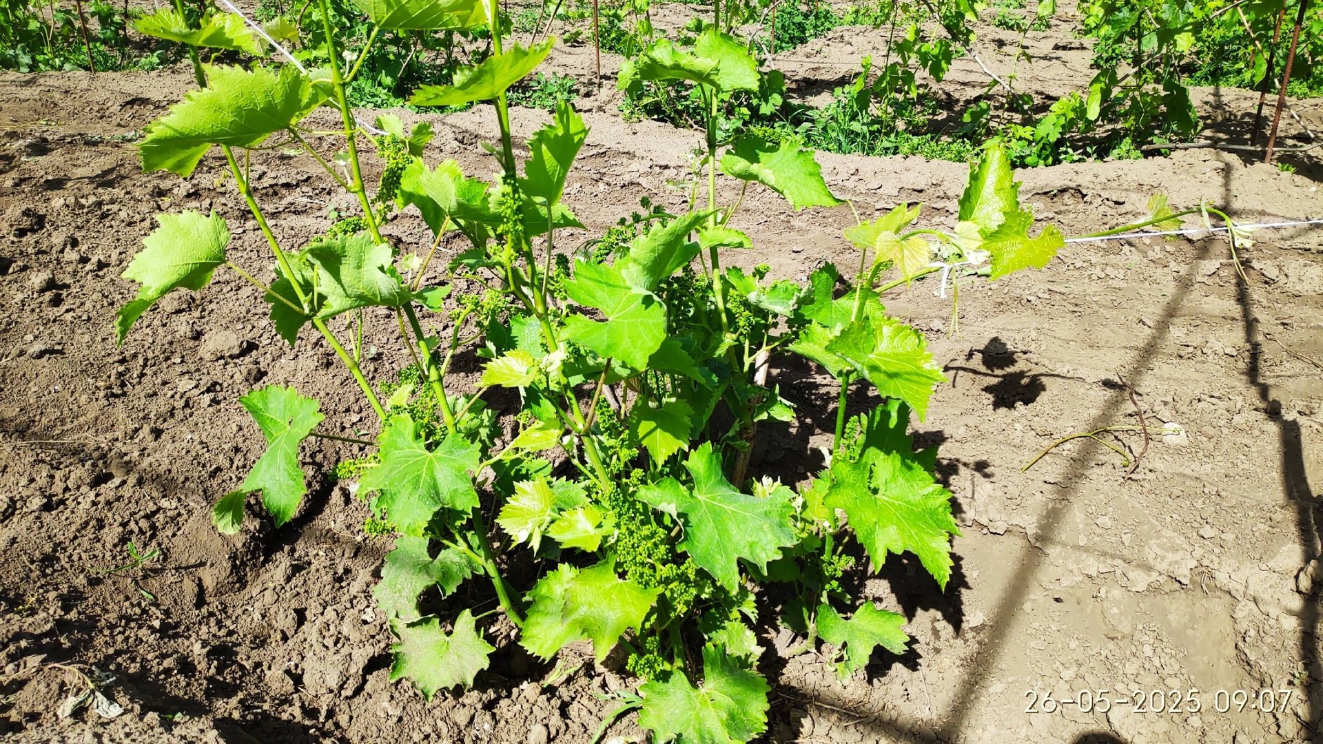 Жируют побеги винограда, что делать как сформировать виноград чтоб был урожай на следующий год