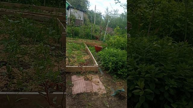 обработка кустов мылом