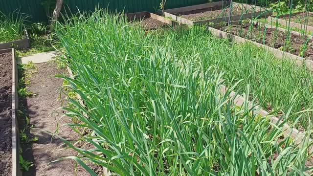 Огородный влог Все высадили и посадили Прекрасная погода