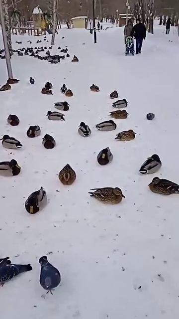 Утки на Воронежских