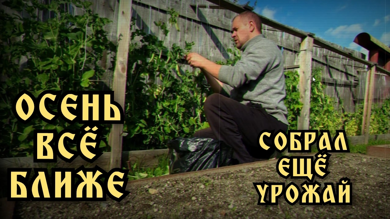 На даче. Осень близко. Собрал урожай с огорода. Готовлюсь к зиме.