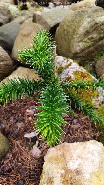 Араукария чилийская ( Araucaria araucana ).