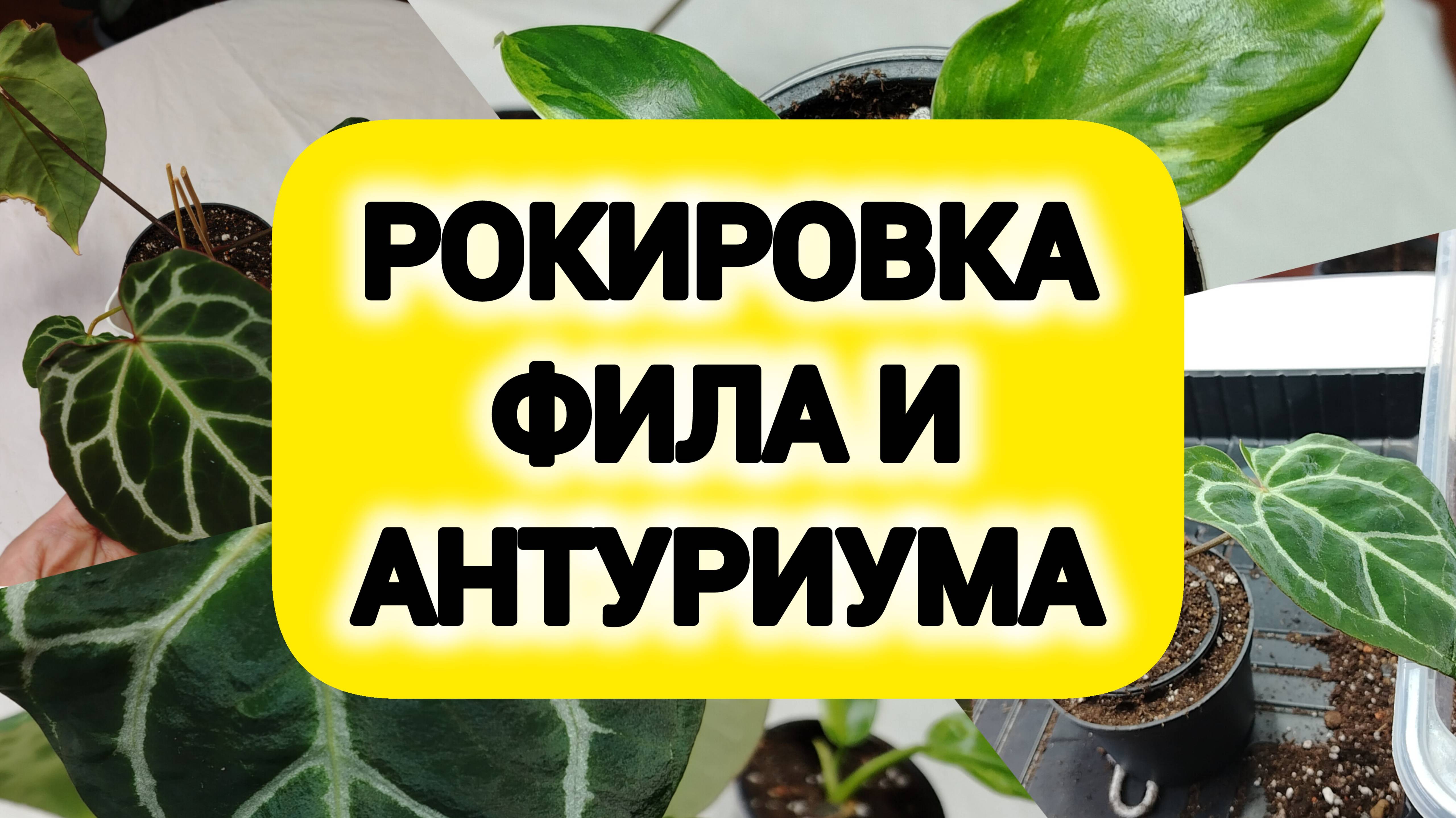 РОКИРОВКА ФИЛА И АНТУРИУМА