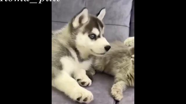 #детишки #котенок #щенок #знакомство #топыкатегорий #игра