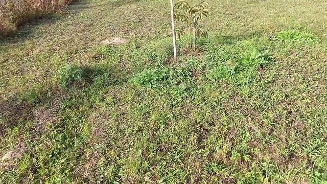 Ореховая аллея в средней полосе России на 24 сентября 2024 года