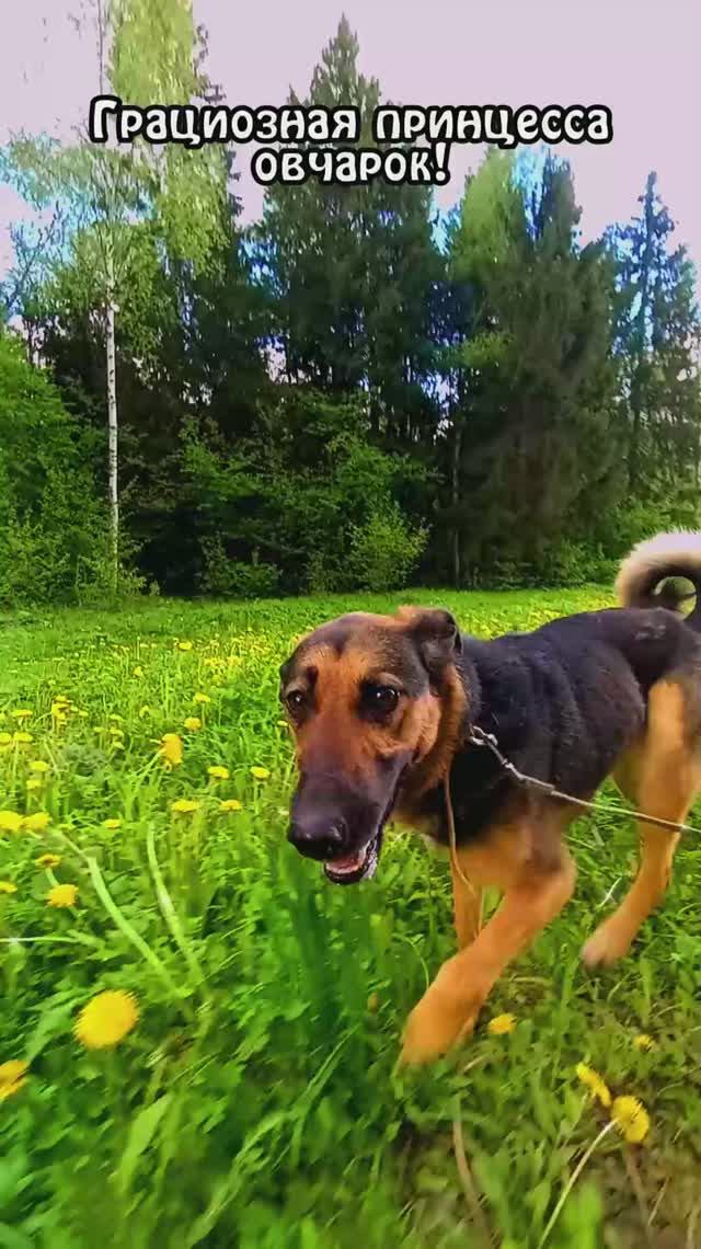 "Четыре овчарки" ❥ Приют в Малинках