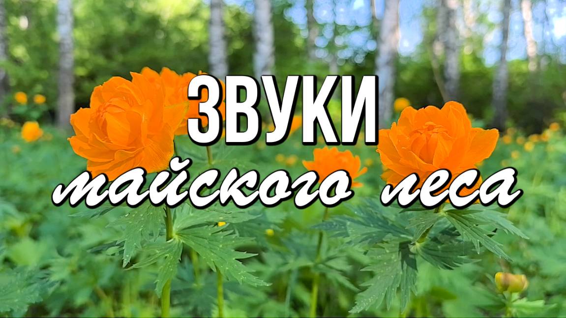 Природа Сибири. Звуки майского леса