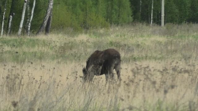 Лось, просто лось