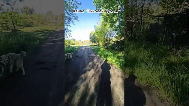 Следы у дома