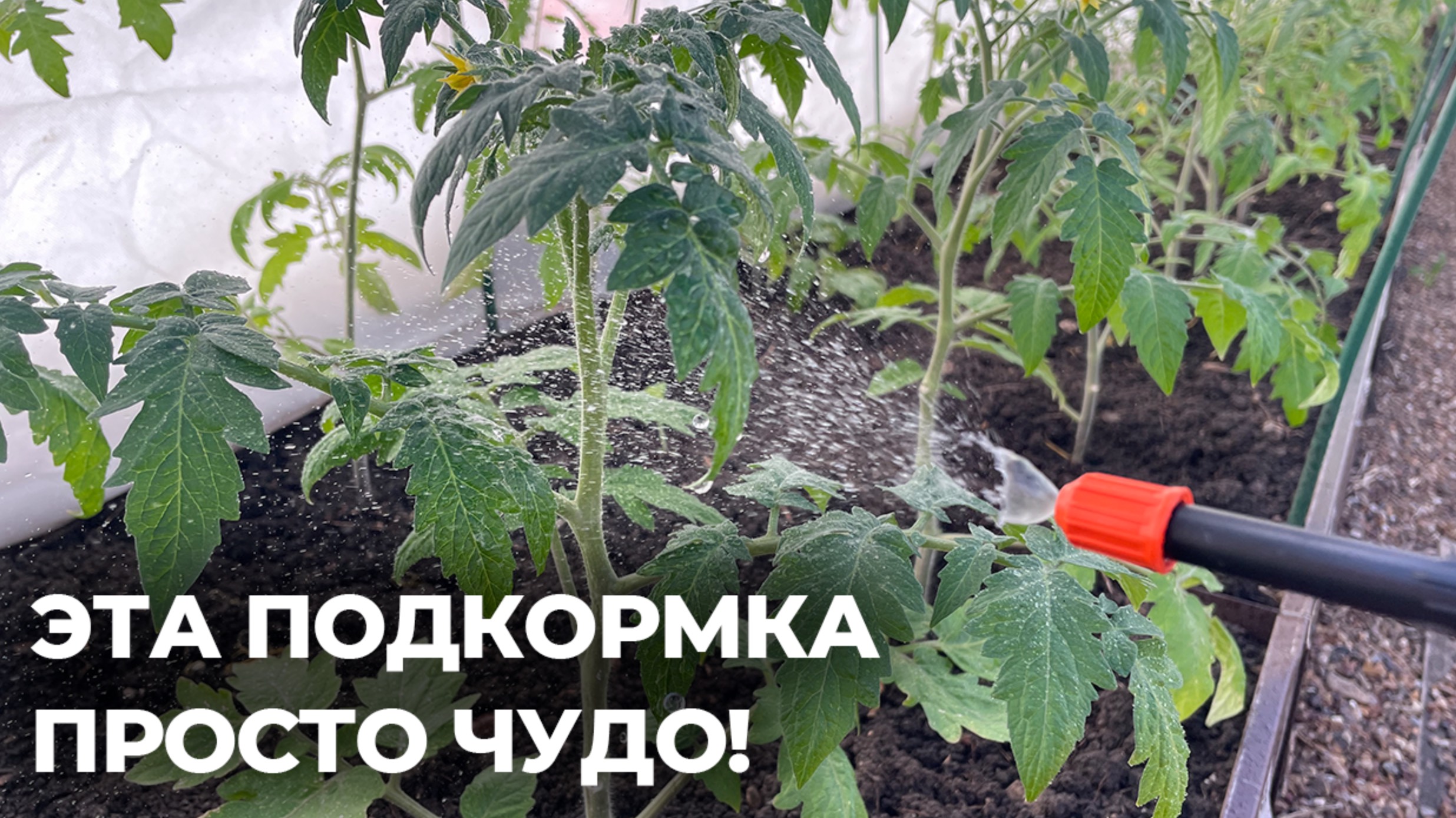 Эта ПОДКОРМКА ПРОСТО ЧУДО! Восстановит томаты и перец для активного роста и завязывания!