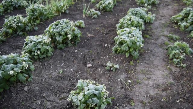 Минус 6 на градуснике в конце мая