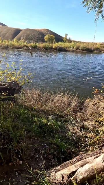 Где водятся лещи. Урал.