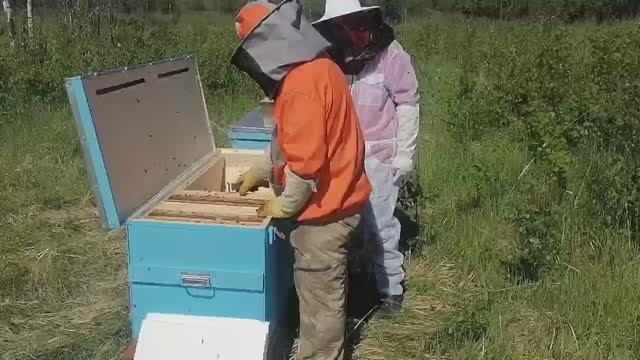 Пасека под ключ, подготовка, Смоленская обл. Установка, осмотр. Что у меня на пасеке осталось.