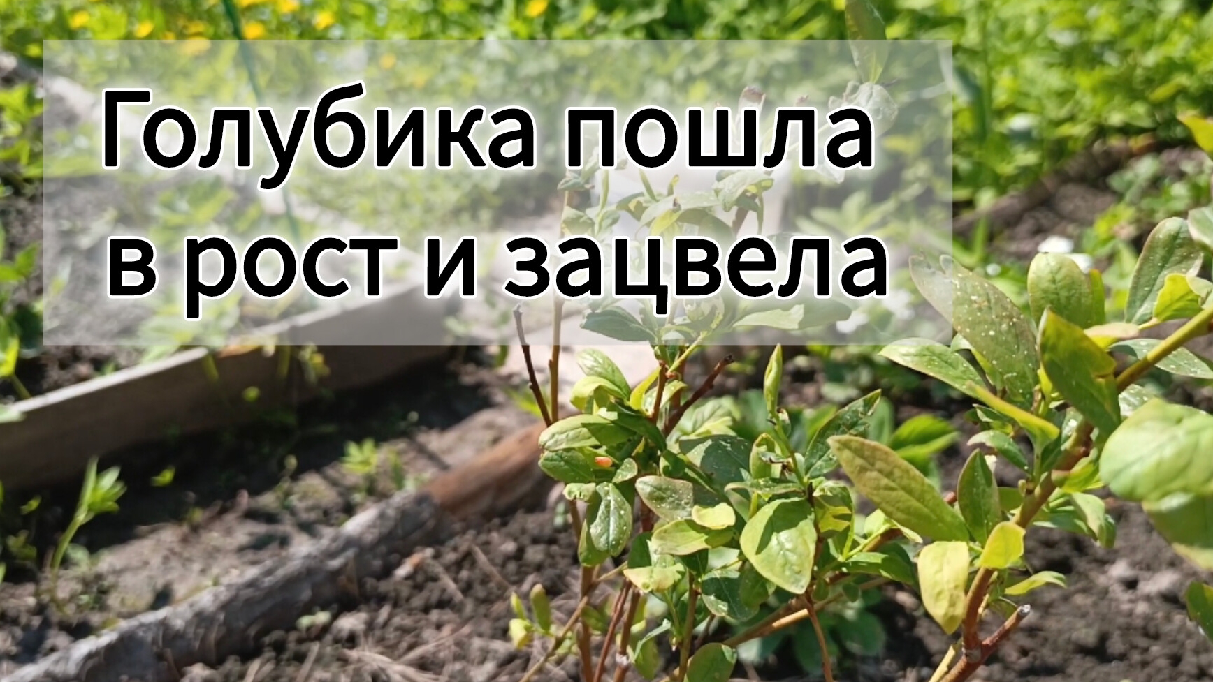 Голубика пошла в рост и зацвела. Всего неделя после исправления ошибок