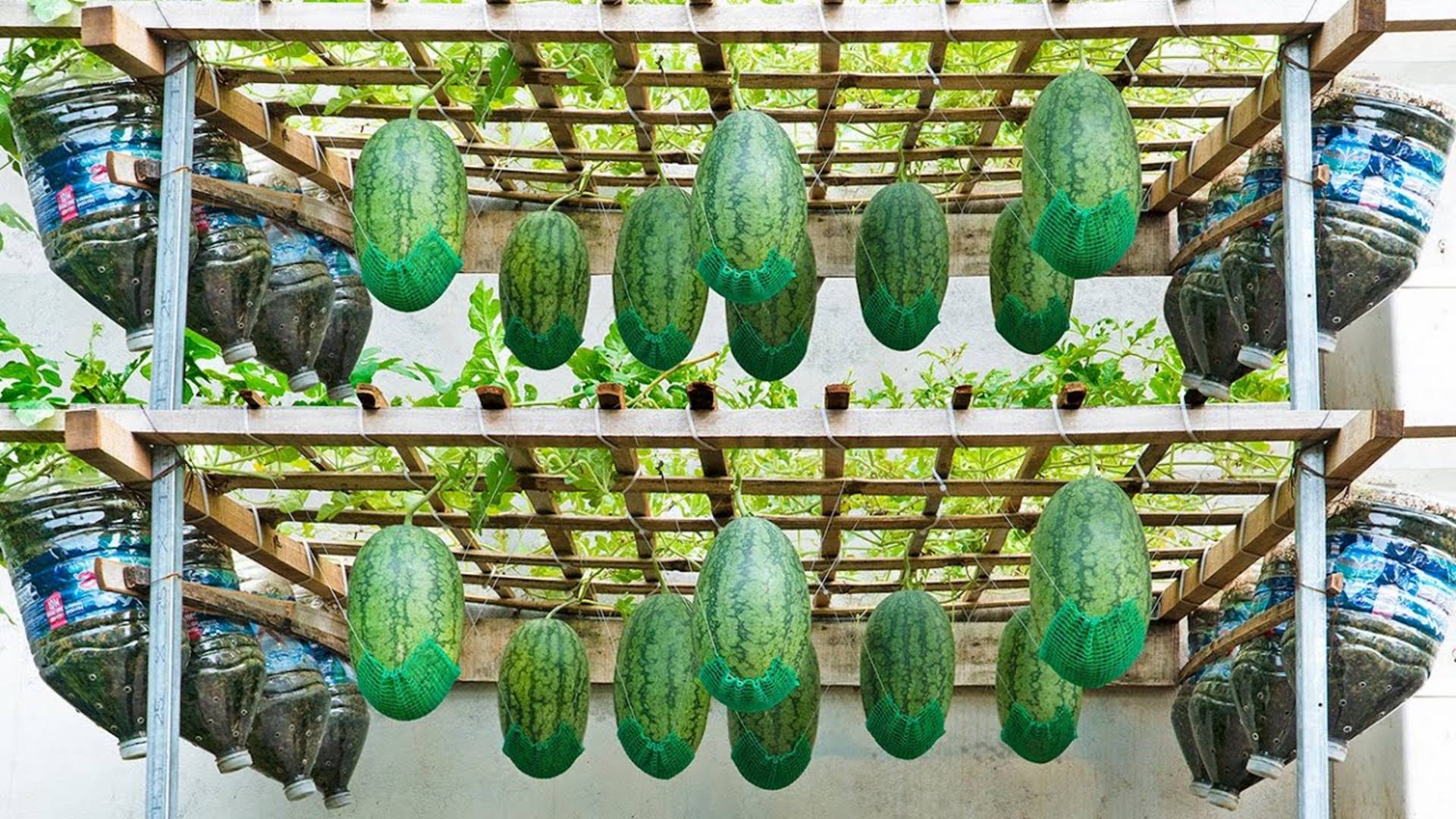 Новый метод двухъярусного выращивания арбуза с высокой урожайностью и сладкими плодами