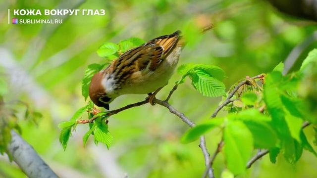 Омоложение кожи вокруг глаз. Избавление от отёков, мешков, пятен, мимических морщин. Саблиминал.