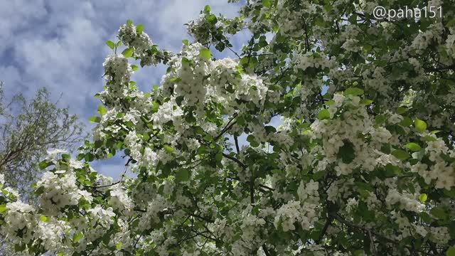 Цветущий ОМСК // 3-я серия про отпуск 2025
