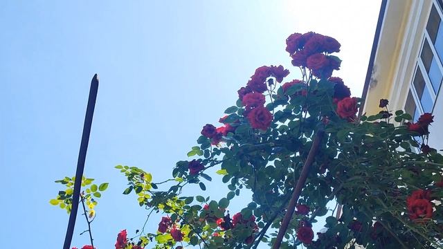 Миллион, миллион алых роз...