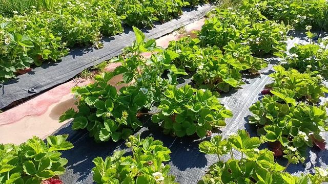 Необходимая обработка клубники во время массового цветения