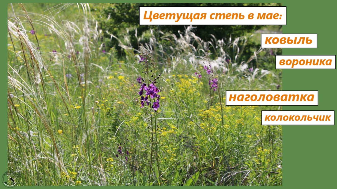 Цветущая степь волнуется на ветру. Ковыль, наголоватка, вероника, колокольчики, шалфей. Май 2025