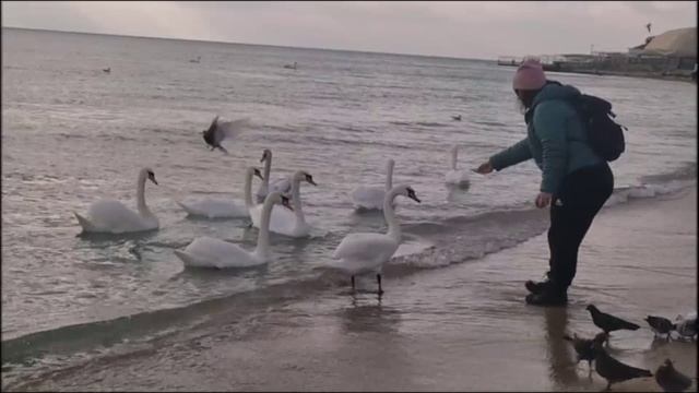 2024 Евпатория Озера  и Море Лебеди и Голуби а  также коты