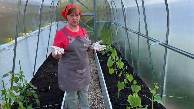 Спасаем ОГУРЧИКИ.