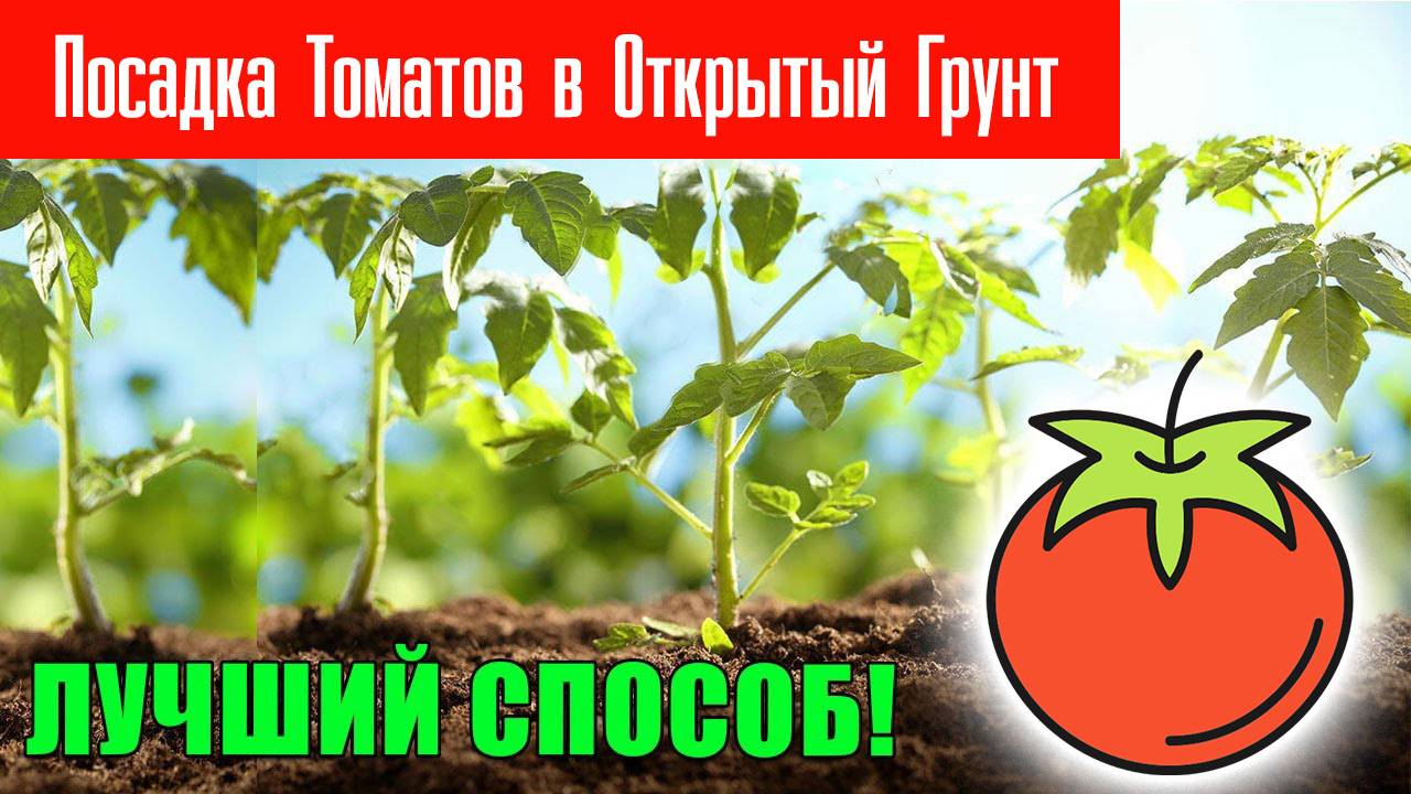 Посадка Томатов в Открытый Грунт. Когда и как сажать Томатыв открытый грунт рассадой?