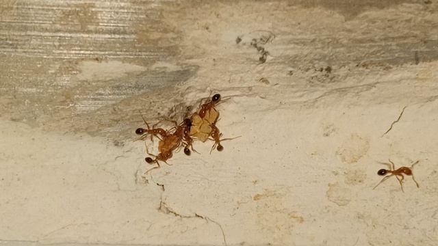 Жизнь муравьев КРУПНЫЙ ПЛАН