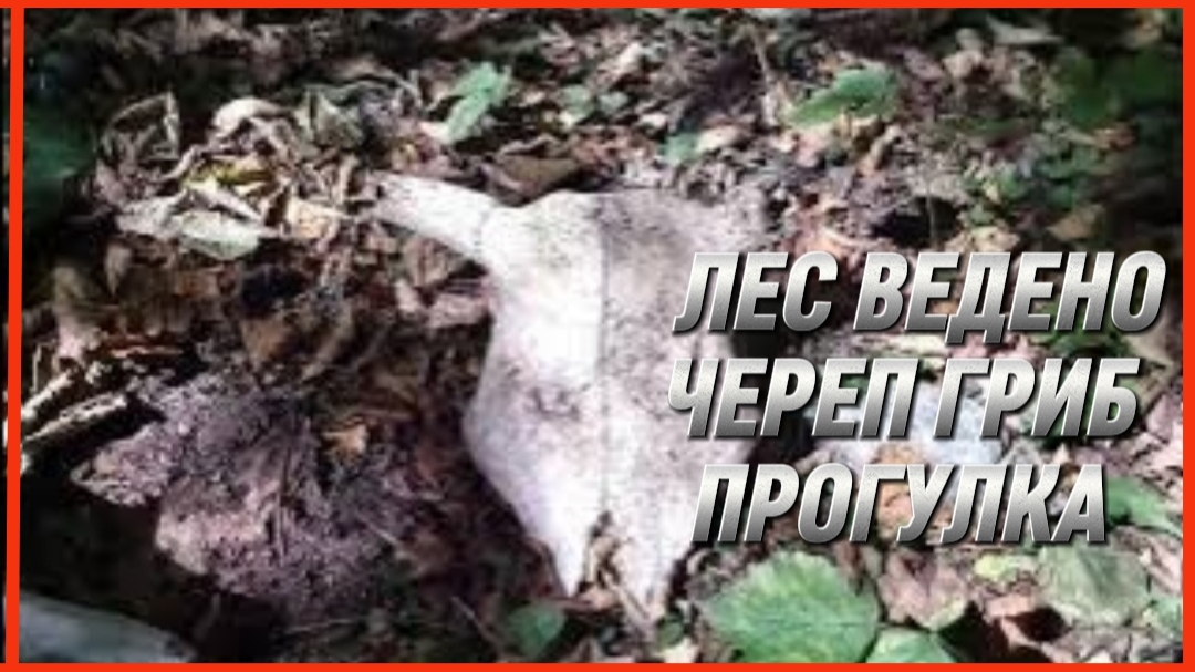 ЛЕС ВЕДЕНО ЧЕРЕП ГРИБ ПРОГУЛКА