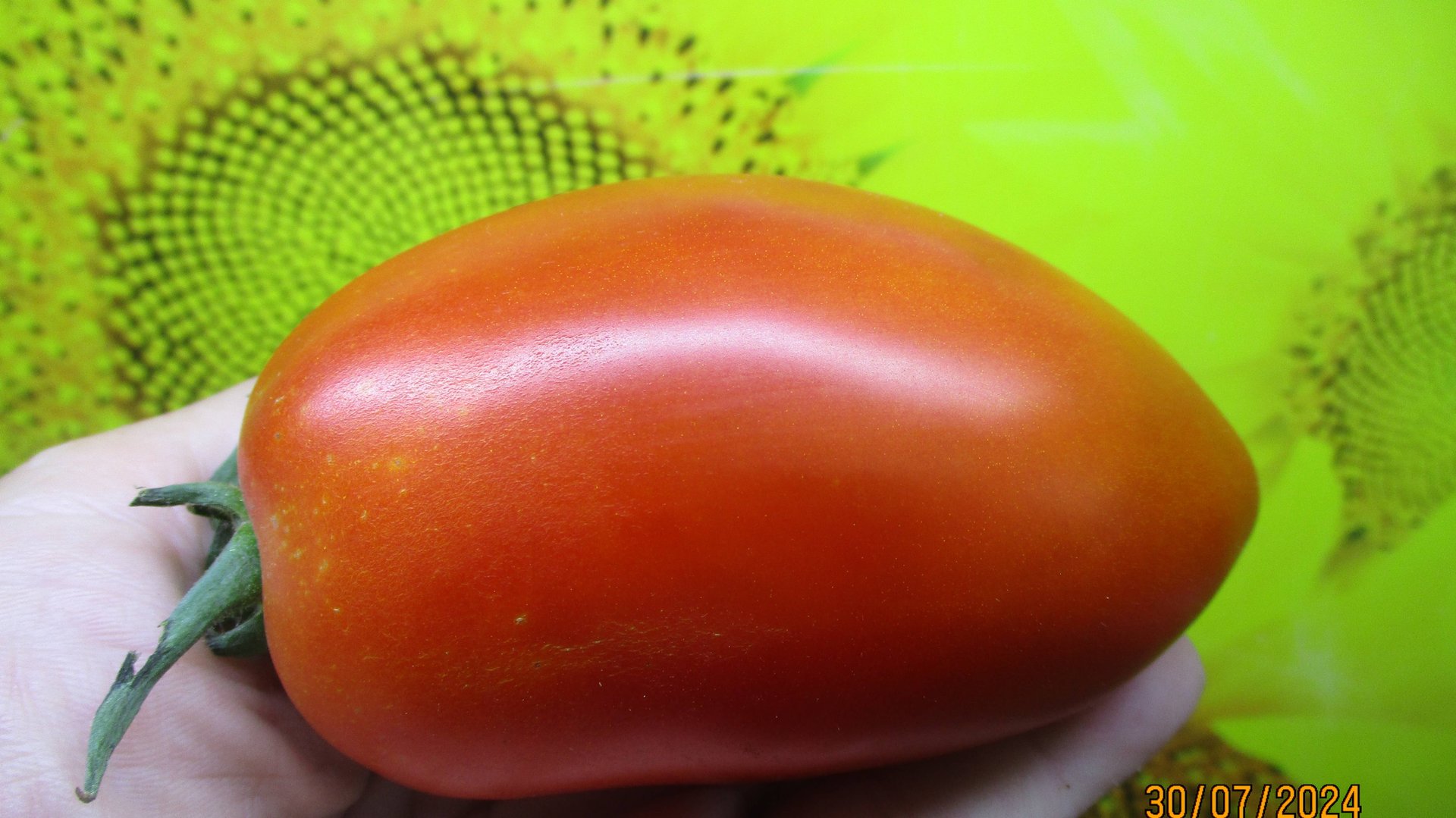 Сибирский томат Бычья сила поспел в теплице в числе первых.