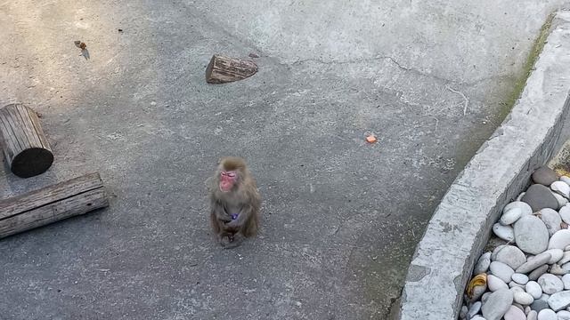 Московский зоопарк. 🐒 Обезьянка так смотрит , что хочется дать  ей вкусненького, а это запрещено