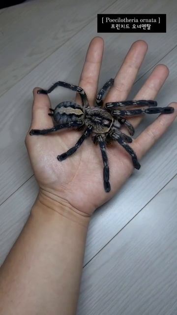 Прекрасная  Poecilotheria ornata (Пецилотерия орната (Бахромчатый украшенный паук-птицеед) )