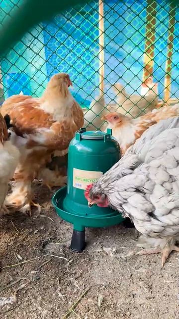 Поилка для кур вакуумная 3 л ECO Recycled Gaun