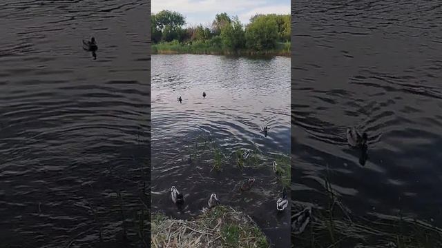 КОРМИМ УТОК