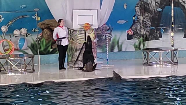 2024 Евпатория Дельфинарий