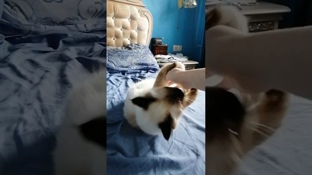 Самая игривая кошечка