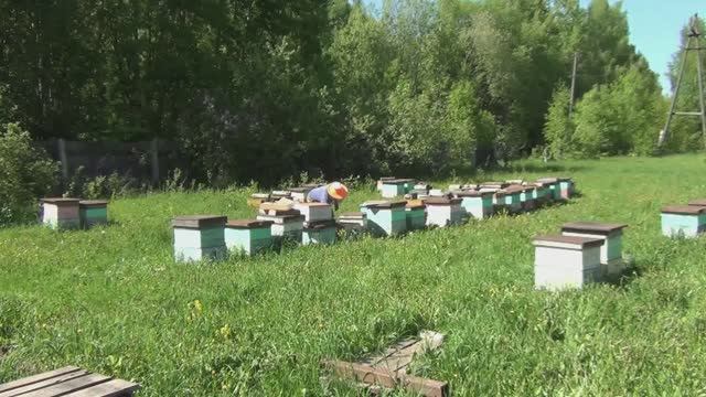 Племенная пасека и хитрый отводок   (Сюжет 20)