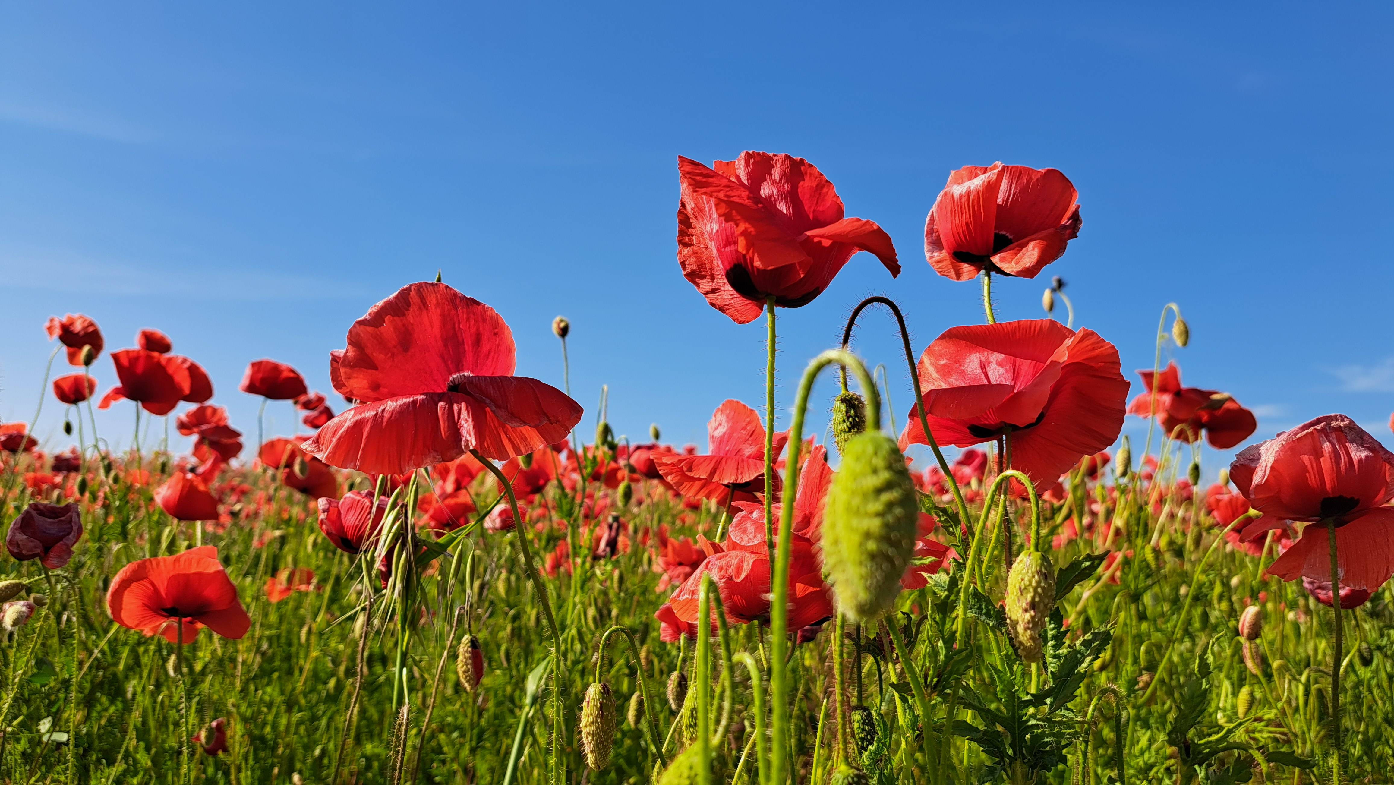 Миллион, миллион, миллион алых .... маков!