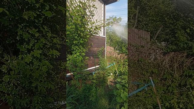 процесс обработки кустов мылом