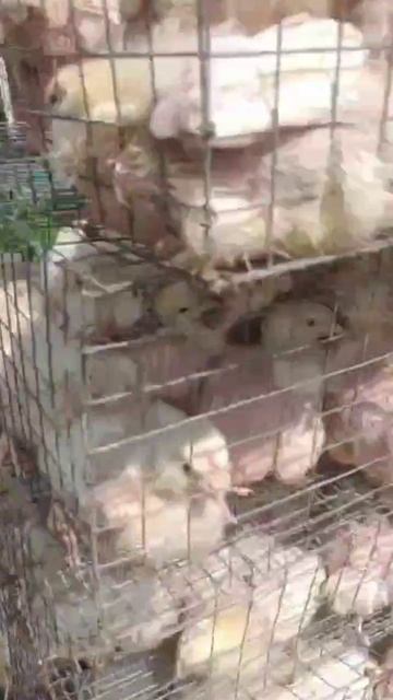 На «Любимой ферме» в Краснодаре вырастили корнишонов до идеального веса — около 600 грамм!