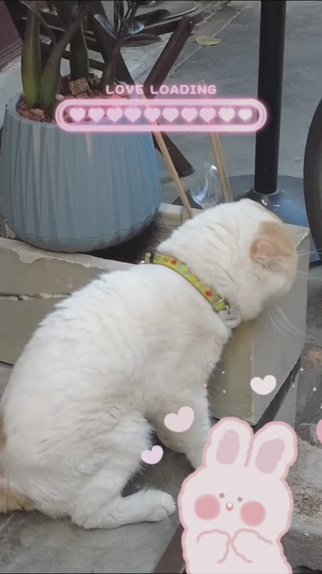 Кафе с котиками в Бангкоке