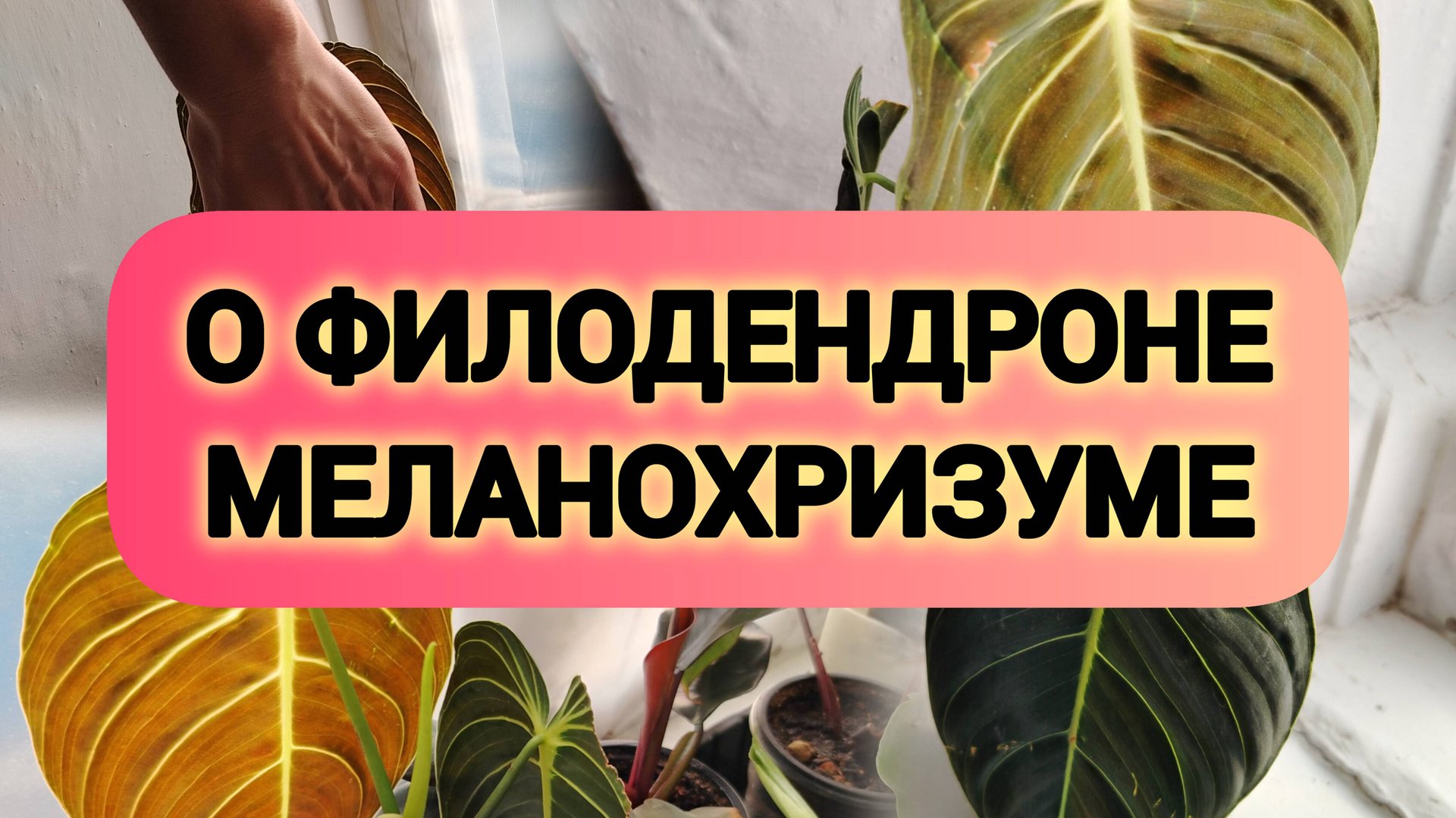 О ФИЛОДЕНДРОНЕ МЕЛАНОХРИЗУМЕ
