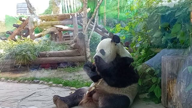 Московский зоопарк.Пандочка Катюша очищает бамбук от коры,грызет сочную середину,так ловко, молодец