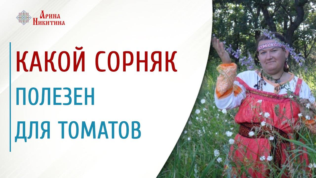 Полезные советы. Какой сорняк полезен для томатов  | Арина Никитина